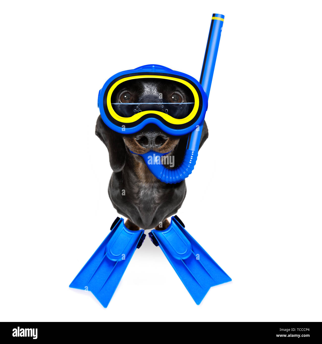 Snorkeling scuba diving sausage dachshund dog with mask and fins ...