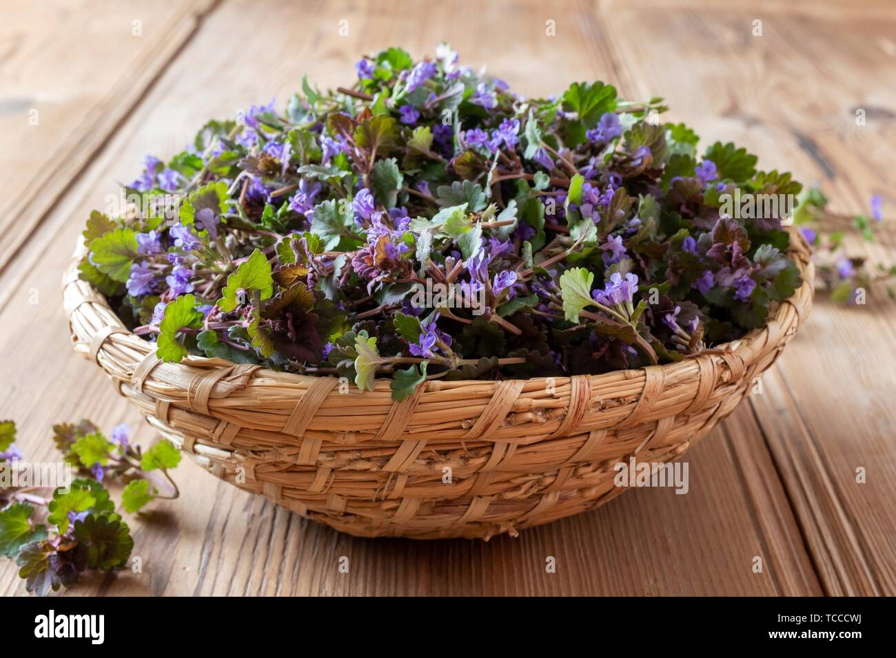 Ground ivy weed hi-res stock photography and images - Alamy