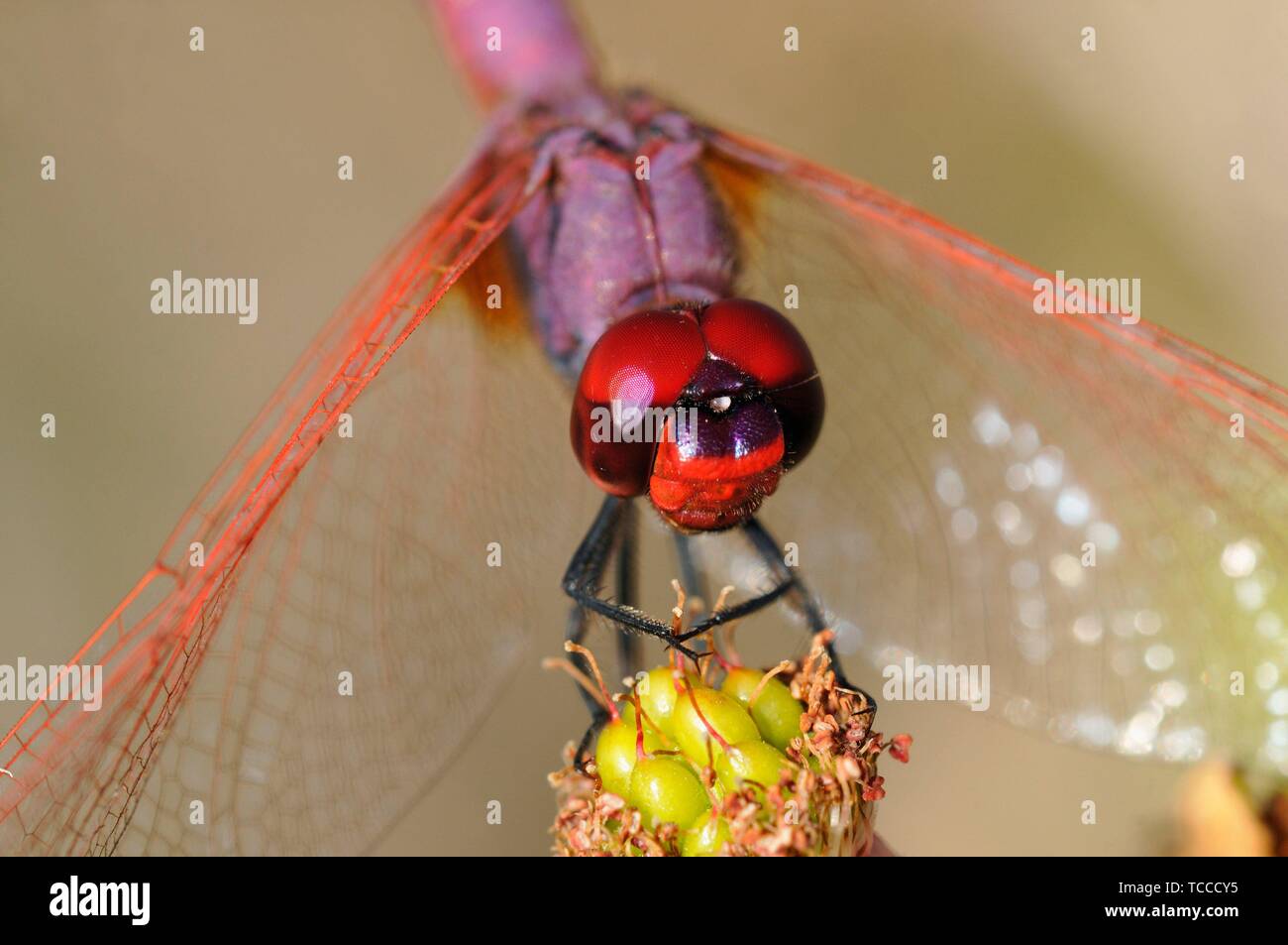 Violet dropwing hi-res stock photography and images - Alamy