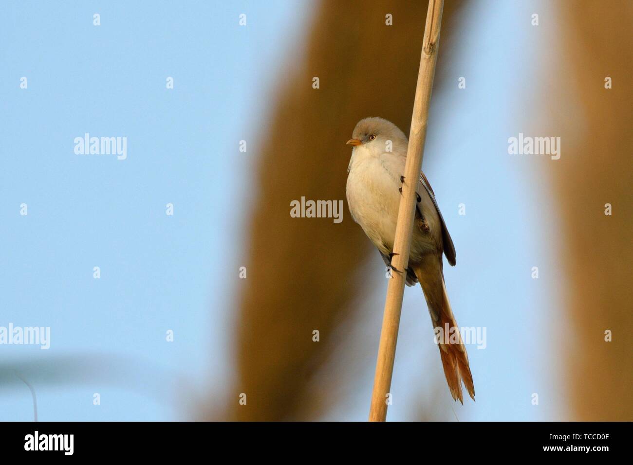 Bearded parrotbill hi-res stock photography and images - Alamy