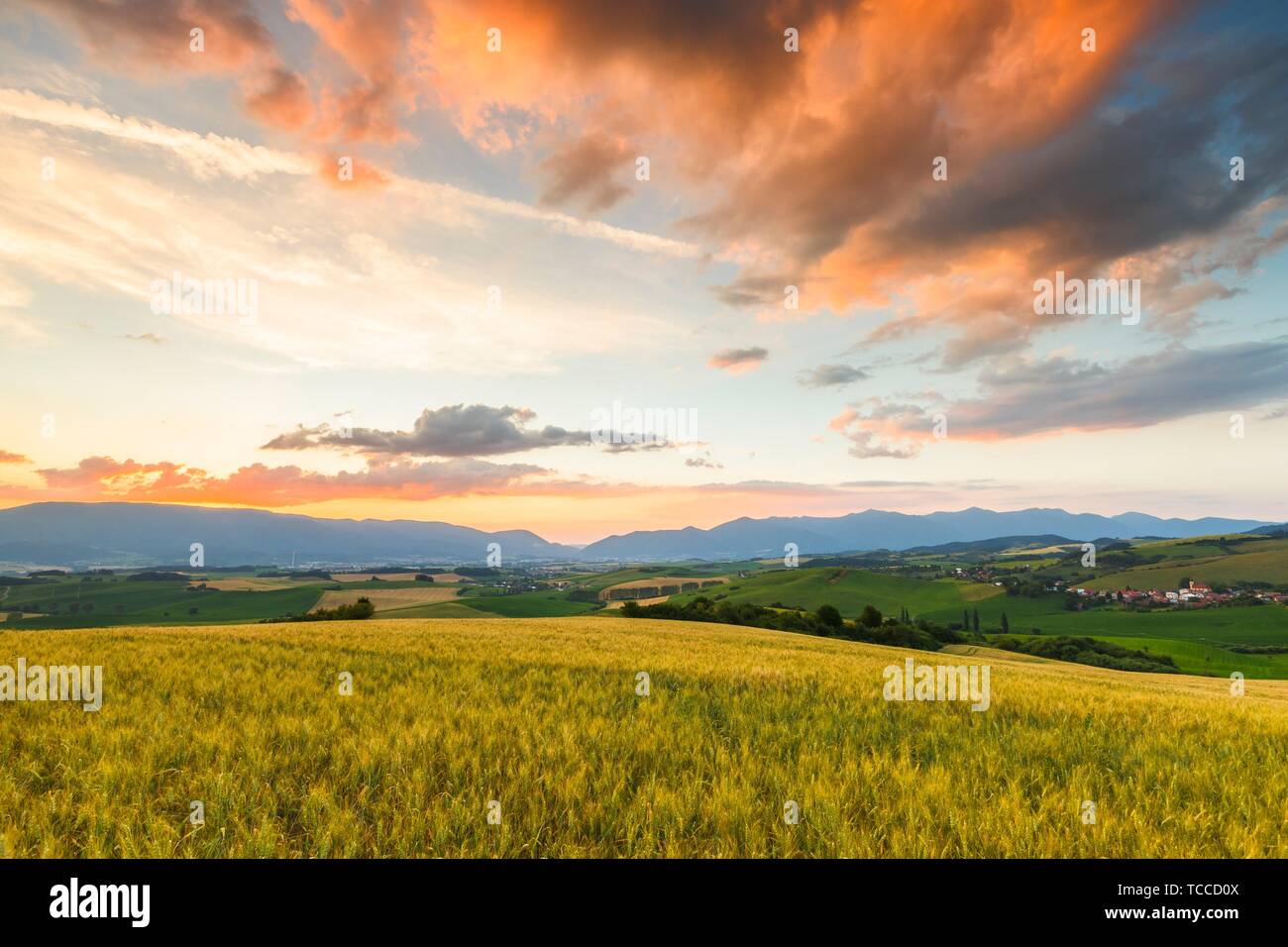 Slovakia wheat hi-res stock photography and images - Alamy