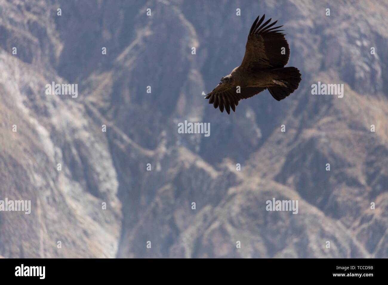 Flying Condor Peru High Resolution Stock Photography and Images - Alamy