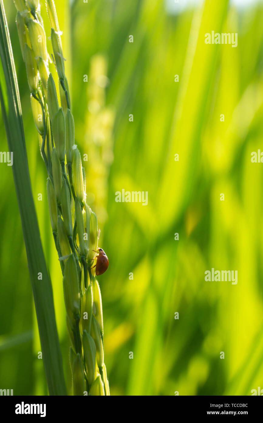 Abstract green paddy rice grass in spring season background concept ...