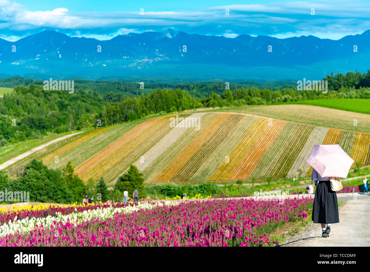Vivid flowers streak pattern attracts visitors. Panoramic colorful ...