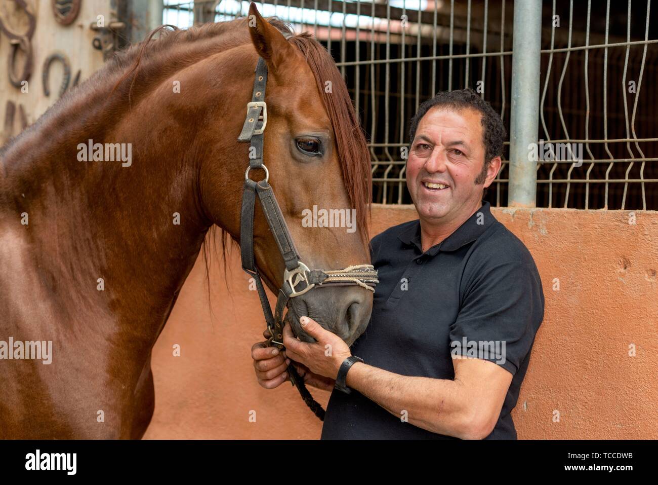 Handsome horse hi-res stock photography and images - Alamy