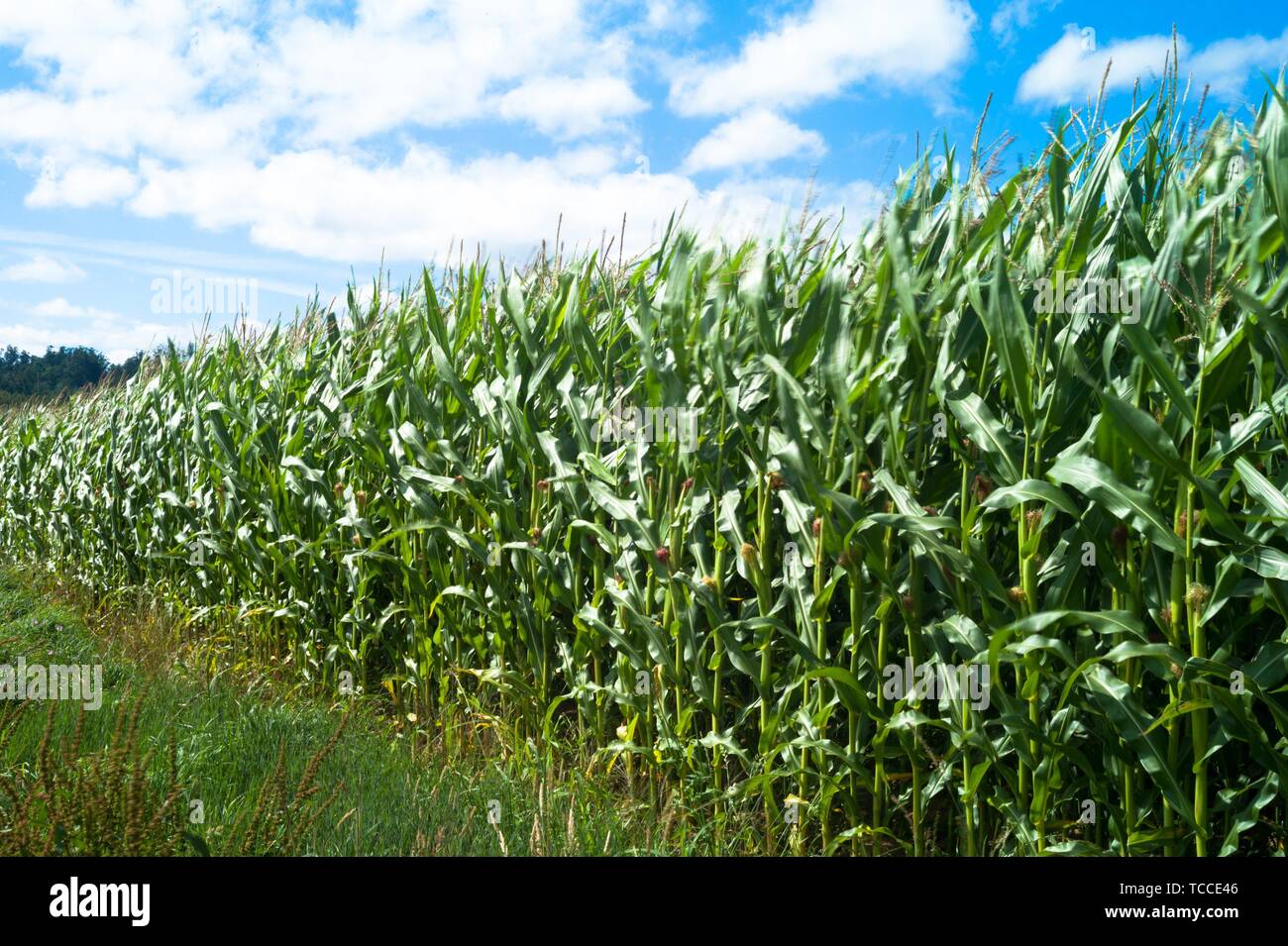Beautiful corn field hi-res stock photography and images - Alamy