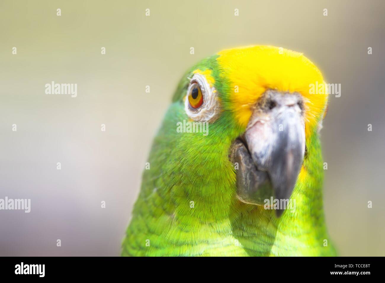 Yellow crowned amazon parrot hi-res stock photography and images - Alamy
