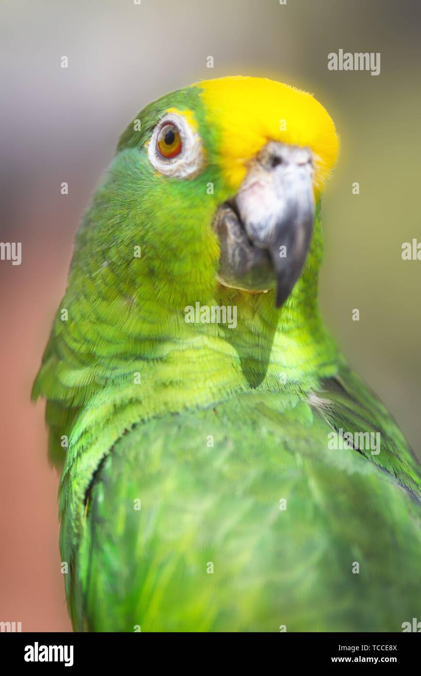 Yellow headed parrot hi-res stock photography and images - Alamy