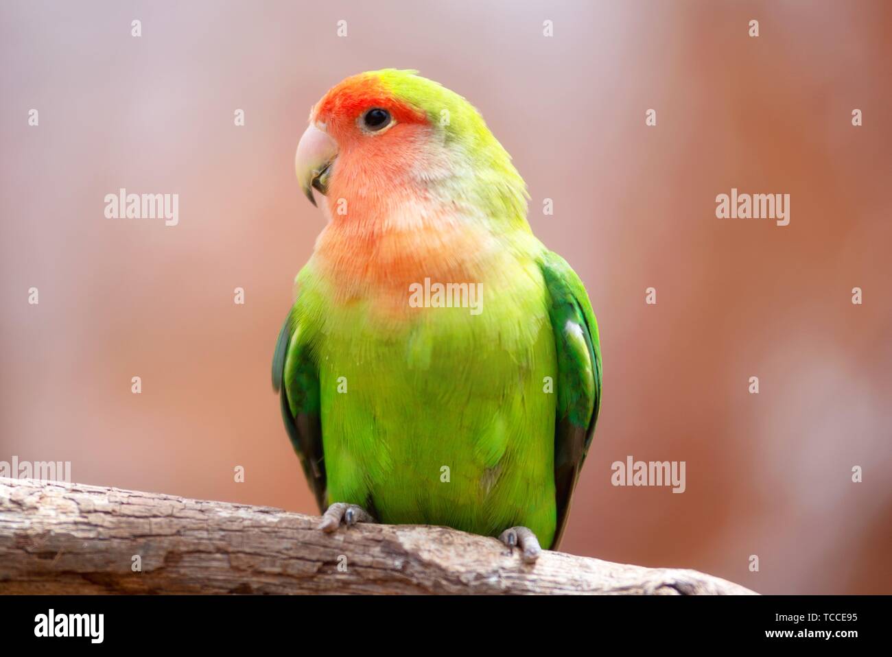 Lilians lovebird hi-res stock photography and images - Alamy