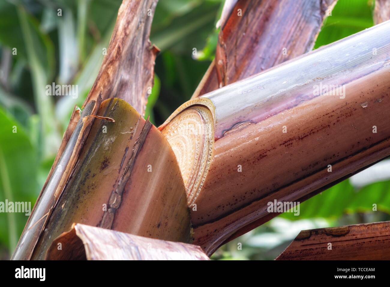 Banana tree trunk hi-res stock photography and images - Alamy