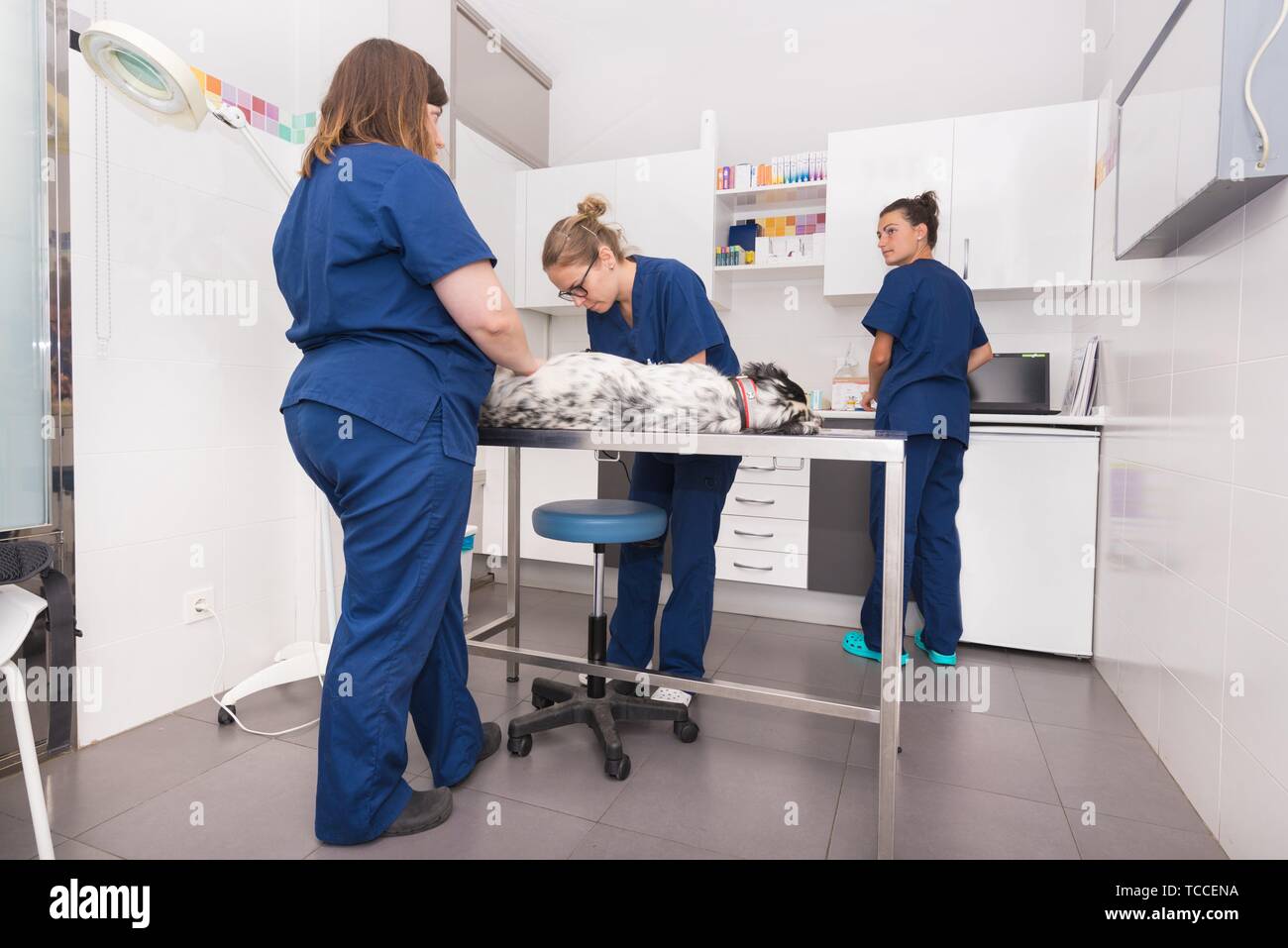 Team work animal hi-res stock photography and images - Alamy