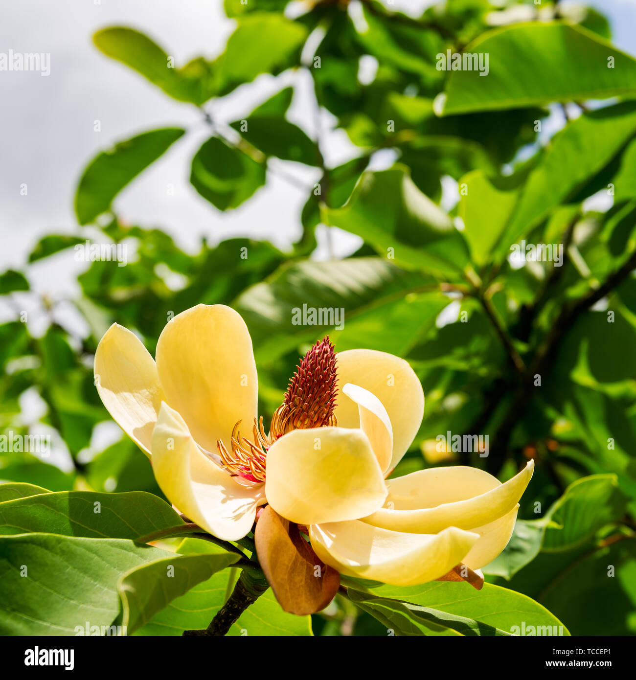 Big Magnolia in Beautiful English Garden in Summer, England, UK Stock ...