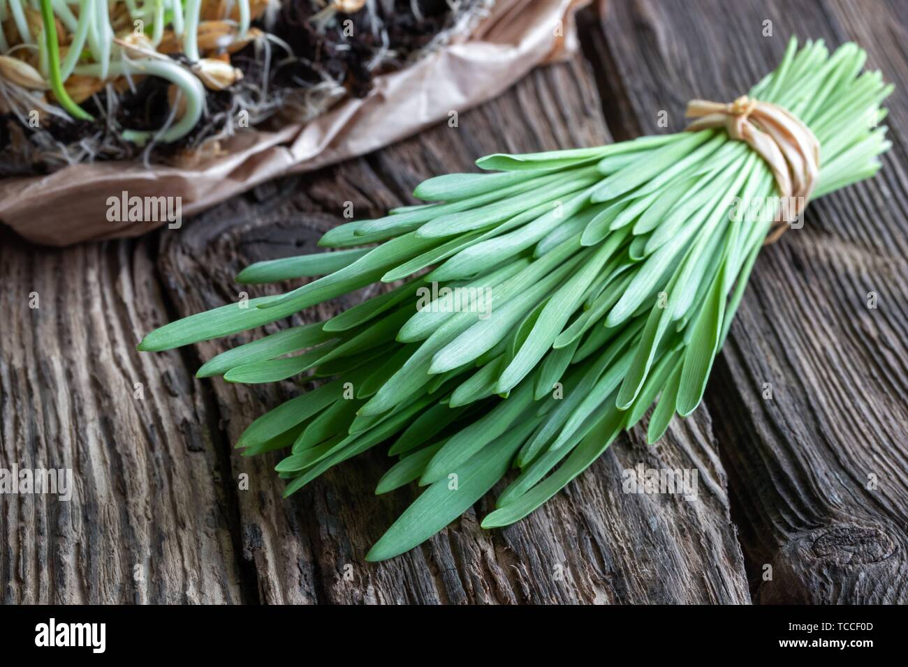 Barley grass hi-res stock photography and images - Alamy