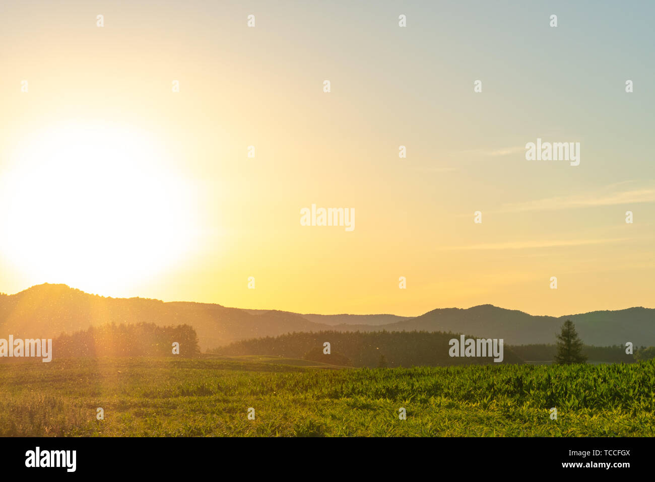 Scenic countryside sunset landscape with a plain wild grass field ...