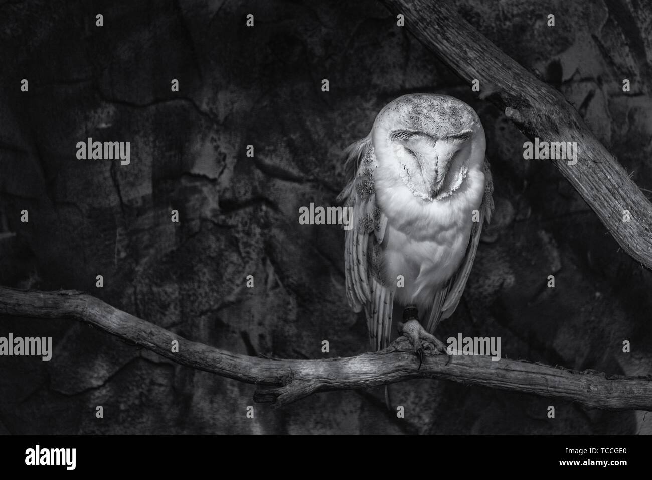 Perch Beautiful Wildlife Owl Nature High Resolution Stock Photography ...