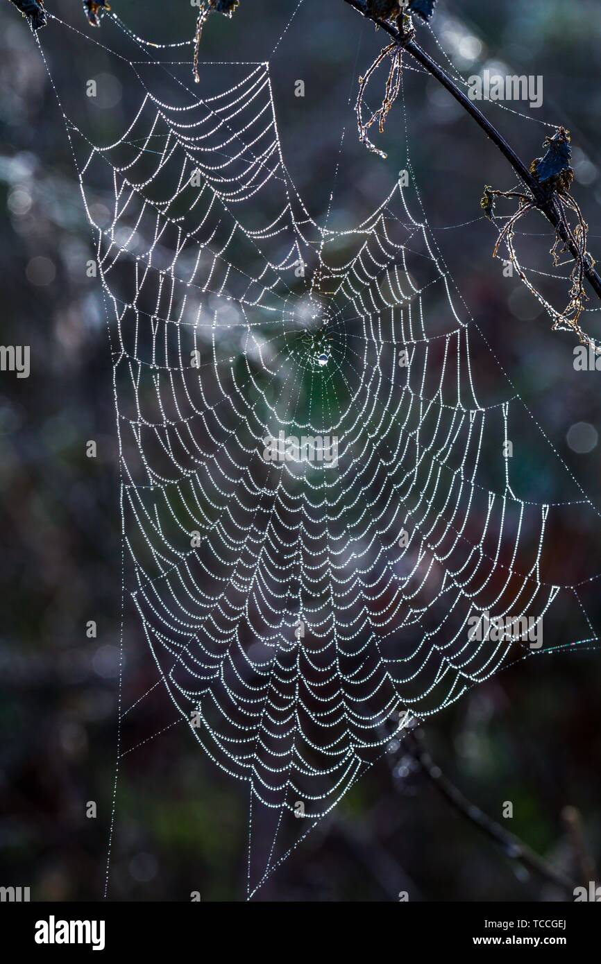 Water Droplet On Spider Web High Resolution Stock Photography and ...
