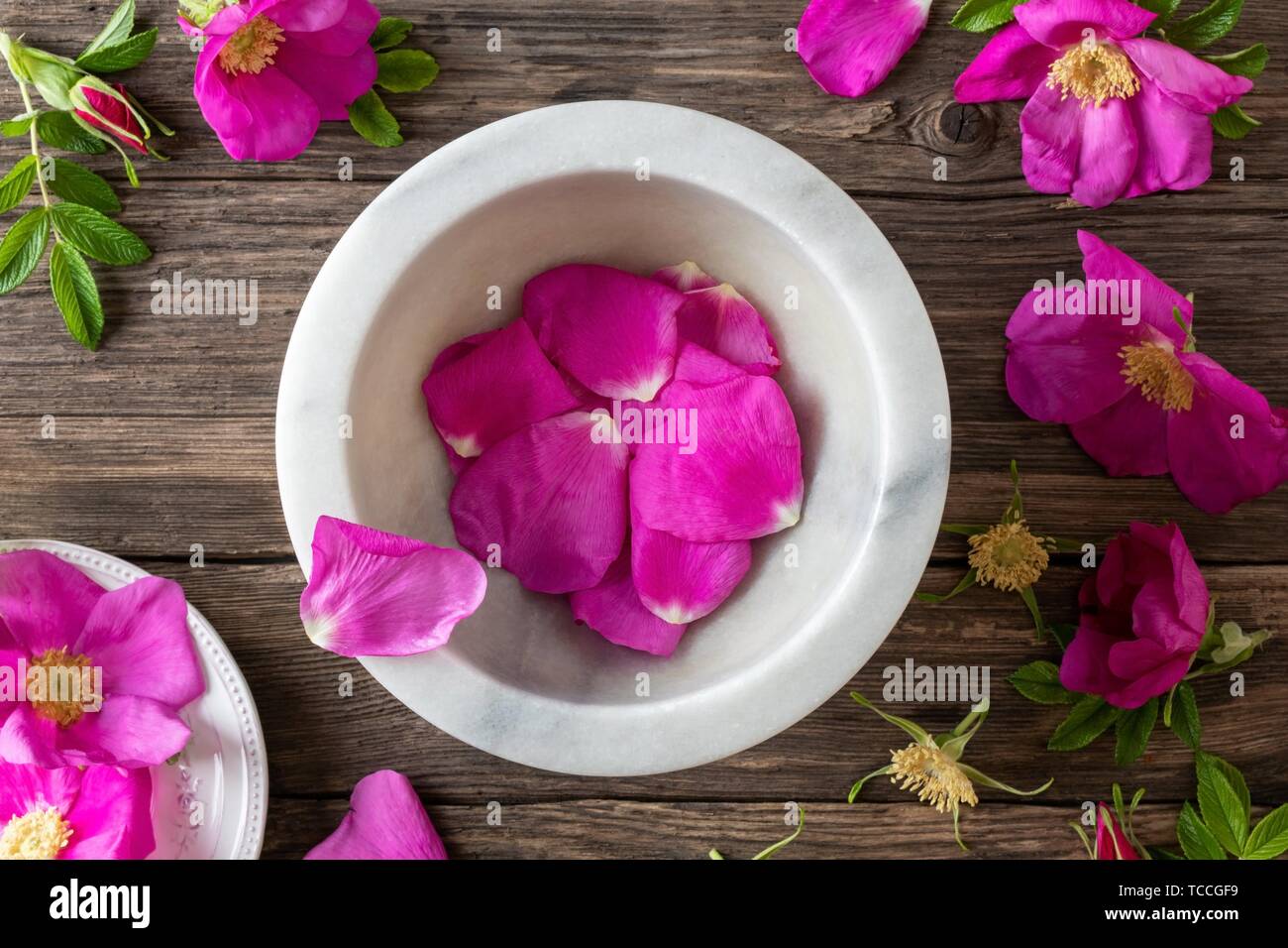 Rugosa rose hi-res stock photography and images - Alamy