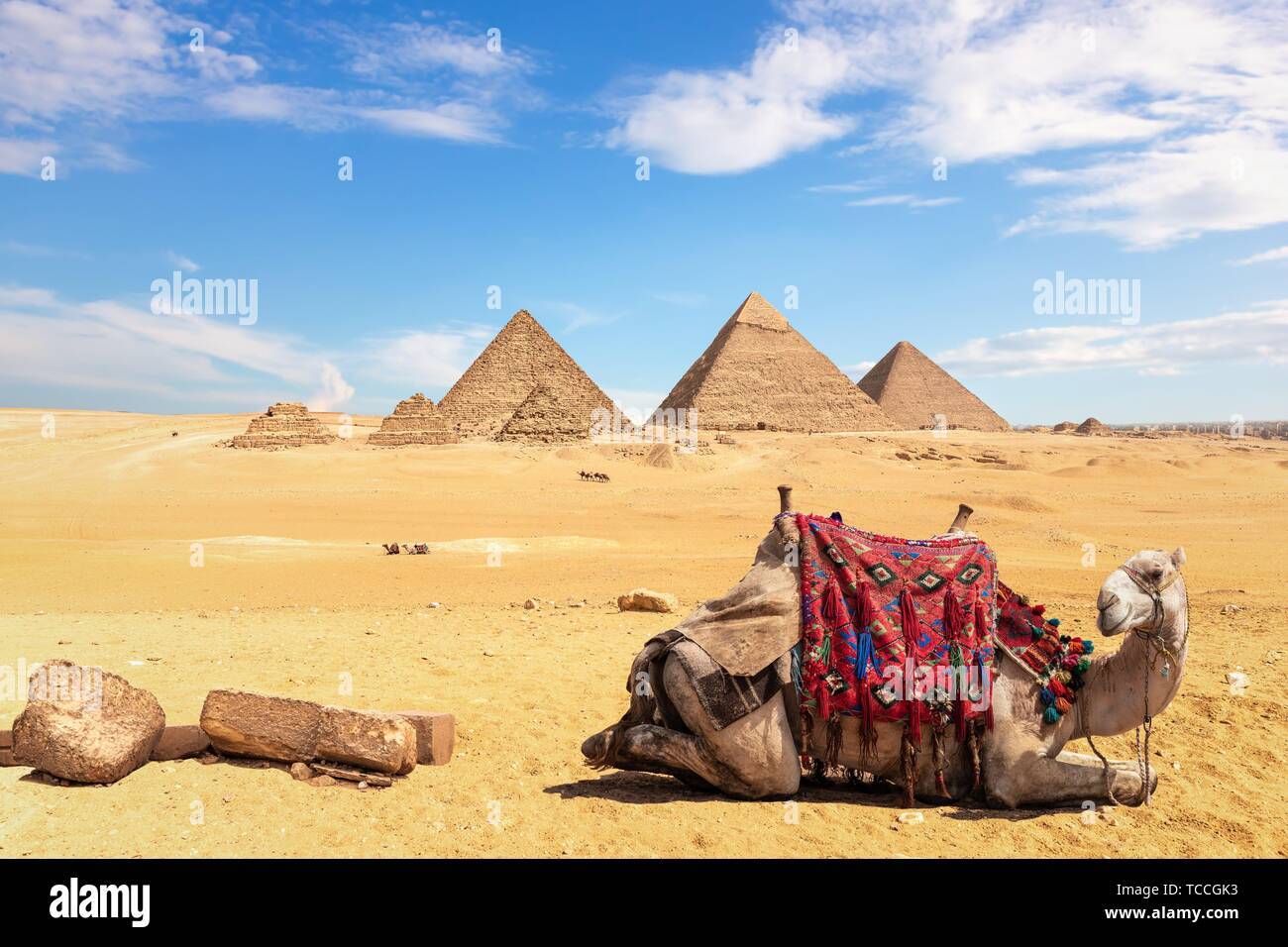 Camel in front pyramids hi-res stock photography and images - Alamy