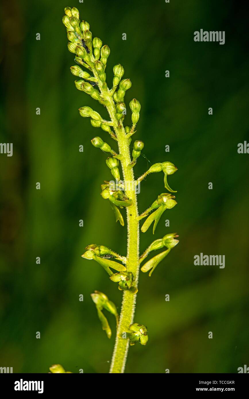 German flora hi-res stock photography and images - Alamy