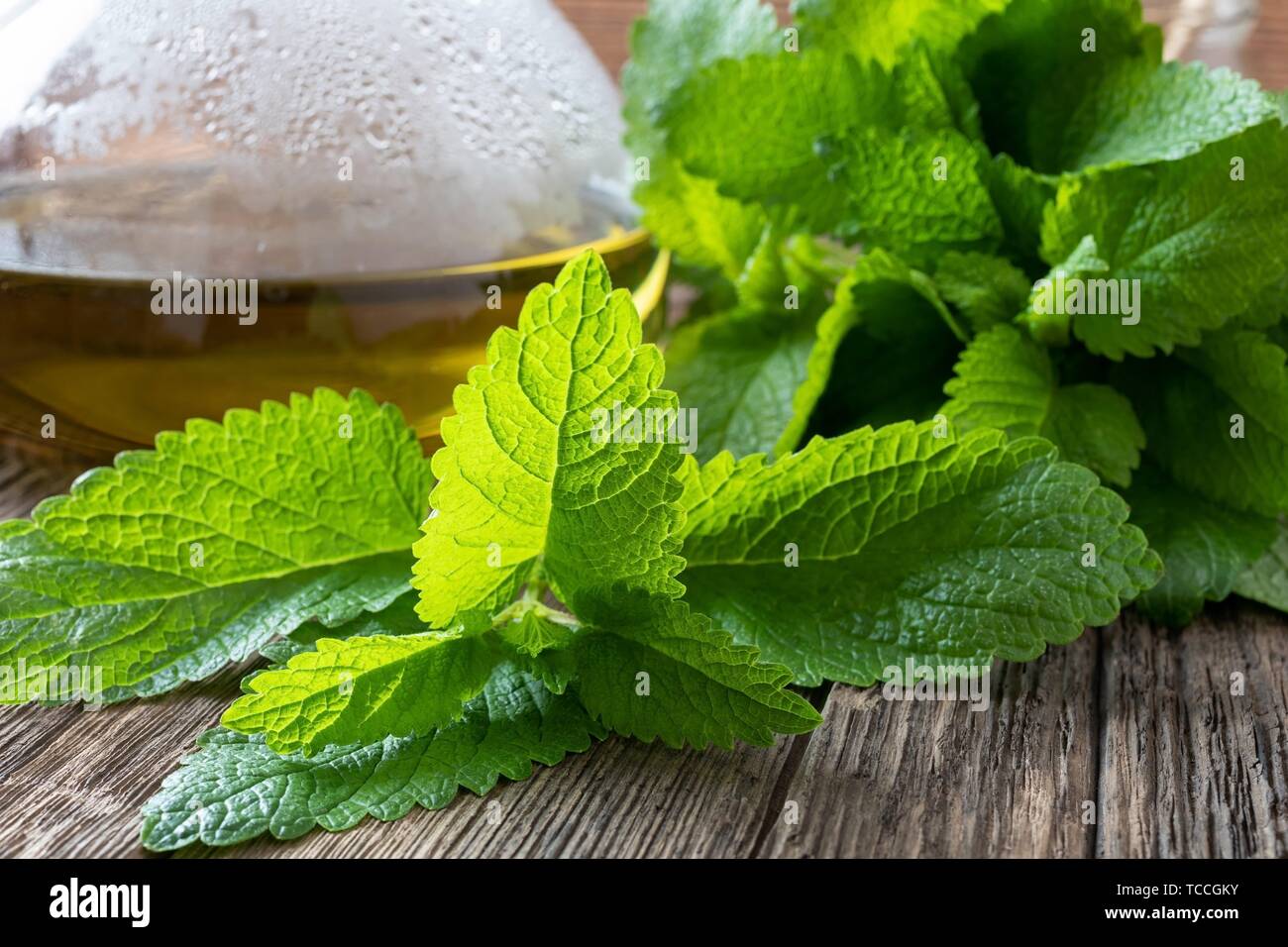 Melisa Plant High Resolution Stock Photography and Images - Alamy