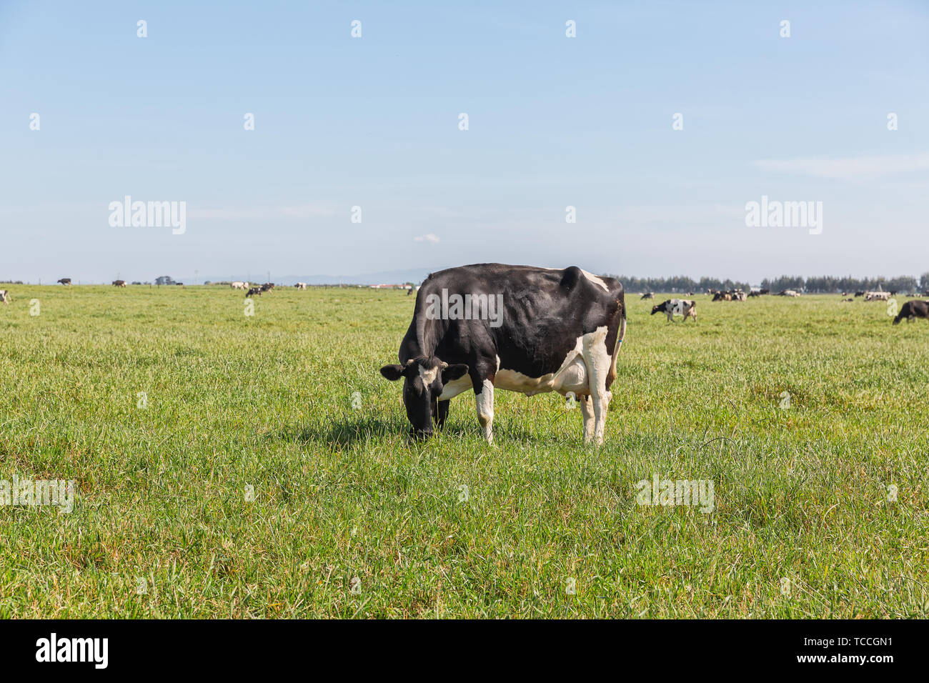 Dairy cow of the Holstein breed Friesian, grazing on green field Stock ...