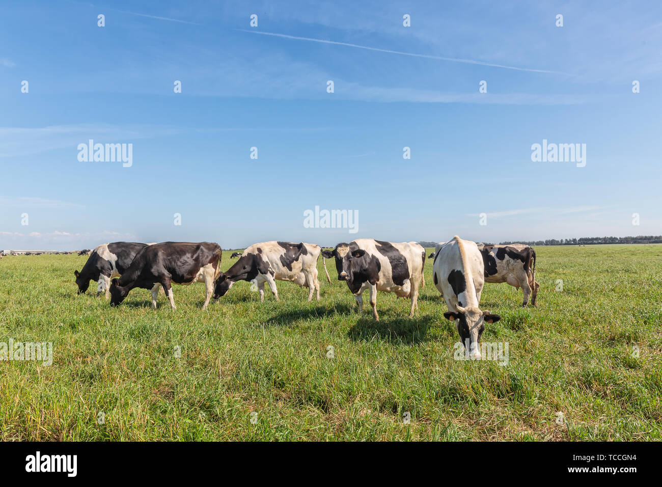 Dairy cows of the Holstein breed Friesian, grazing on green field Stock ...