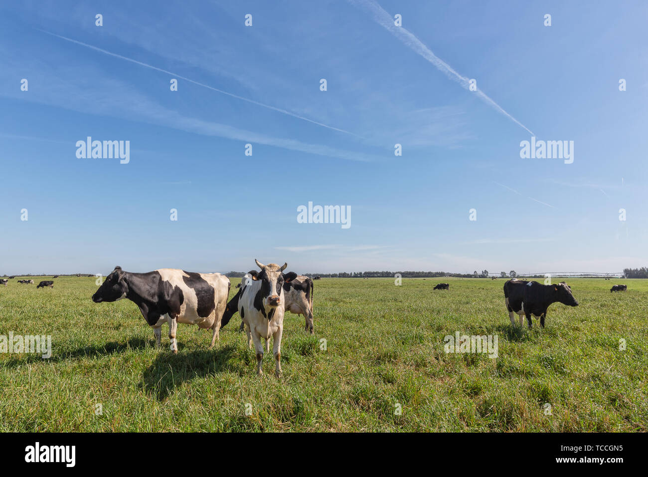 Dairy cows of the Holstein breed Friesian, grazing on green field Stock ...