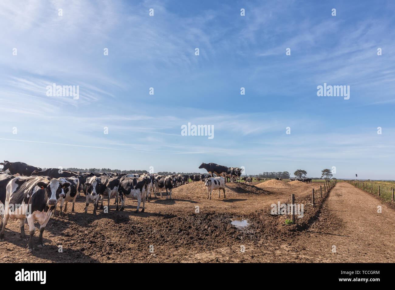 Dairy cows of the Holstein breed Friesian, grazing on field Stock Photo ...