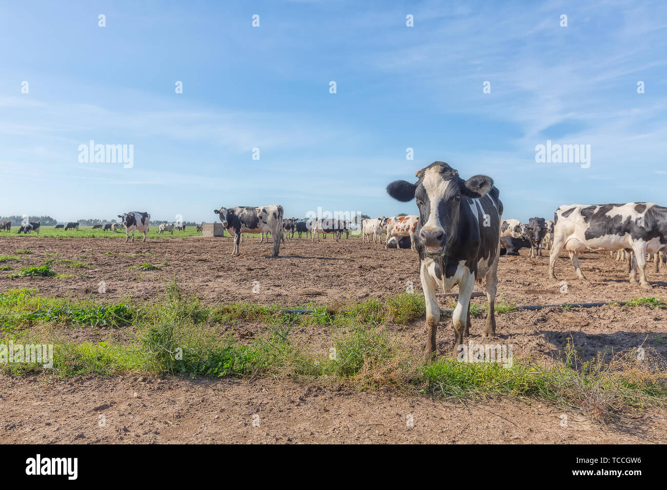 Dairy cows of the Holstein breed Friesian, grazing on field Stock Photo ...
