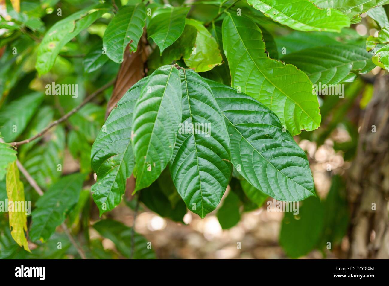 Cocoa Theobroma Cacao Leaf High Resolution Stock Photography and Images ...