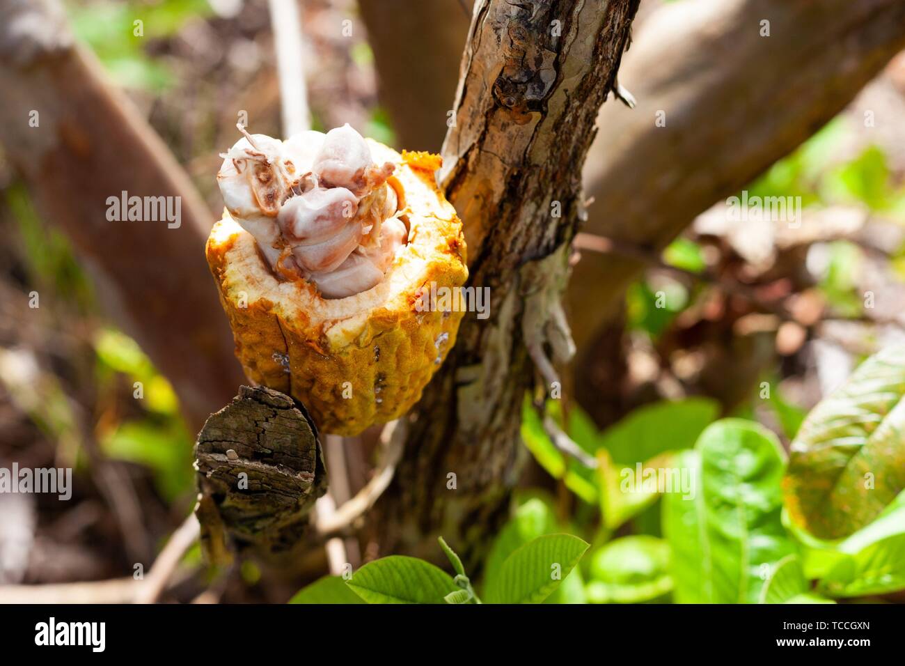 Trinitario cocoa tree plant hi-res stock photography and images - Alamy
