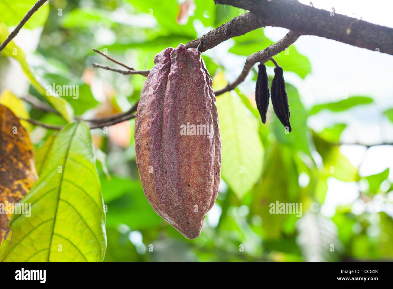 Trinitario Bean High Resolution Stock Photography and Images - Alamy