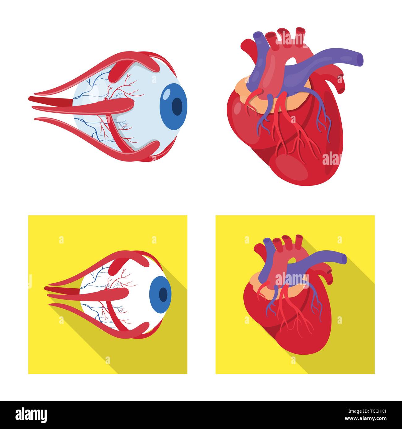 eyeball,heart,eye,cardiology,cornea,cardiovascular,layers,body ...