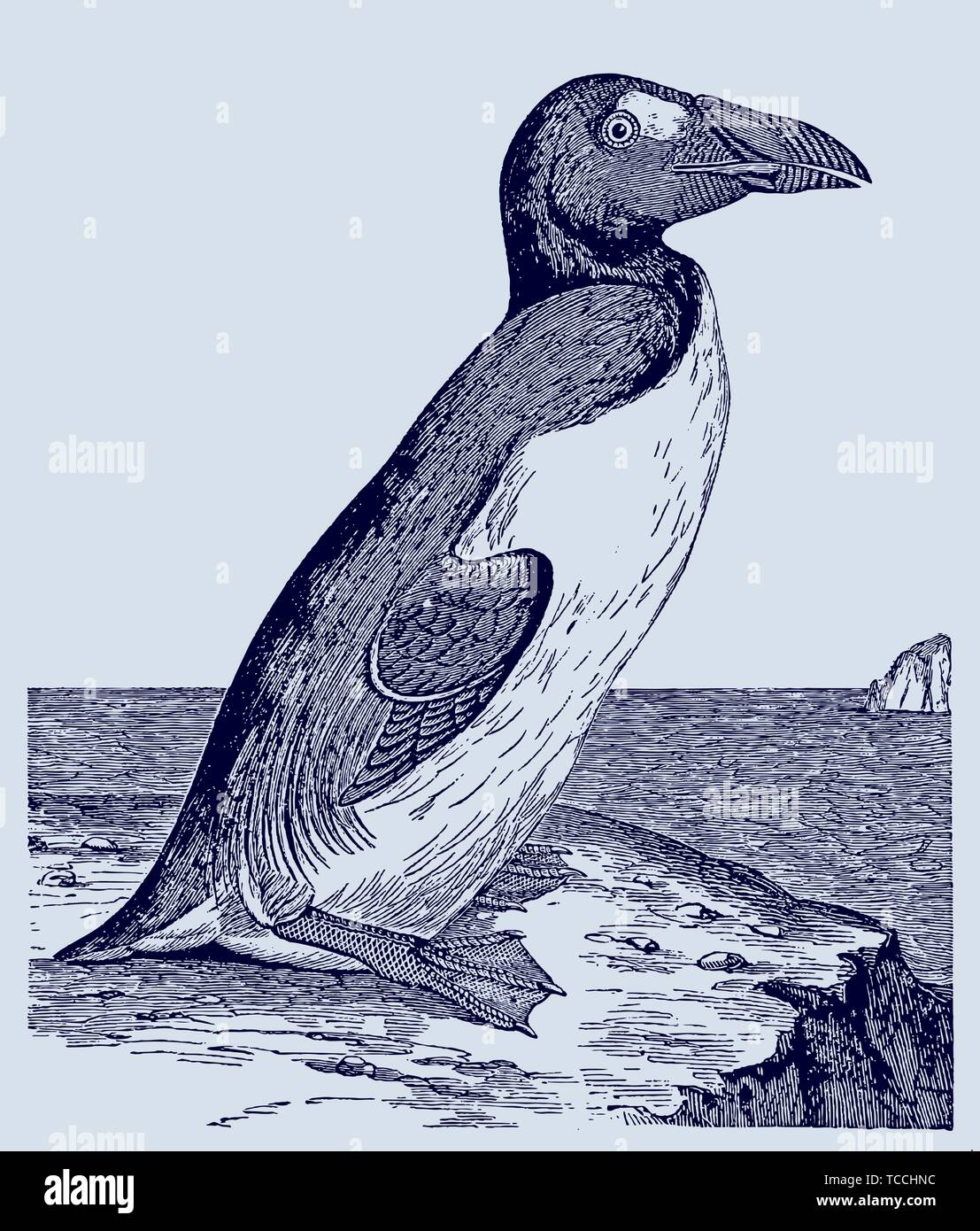 Great auk Stock Vector Images - Alamy