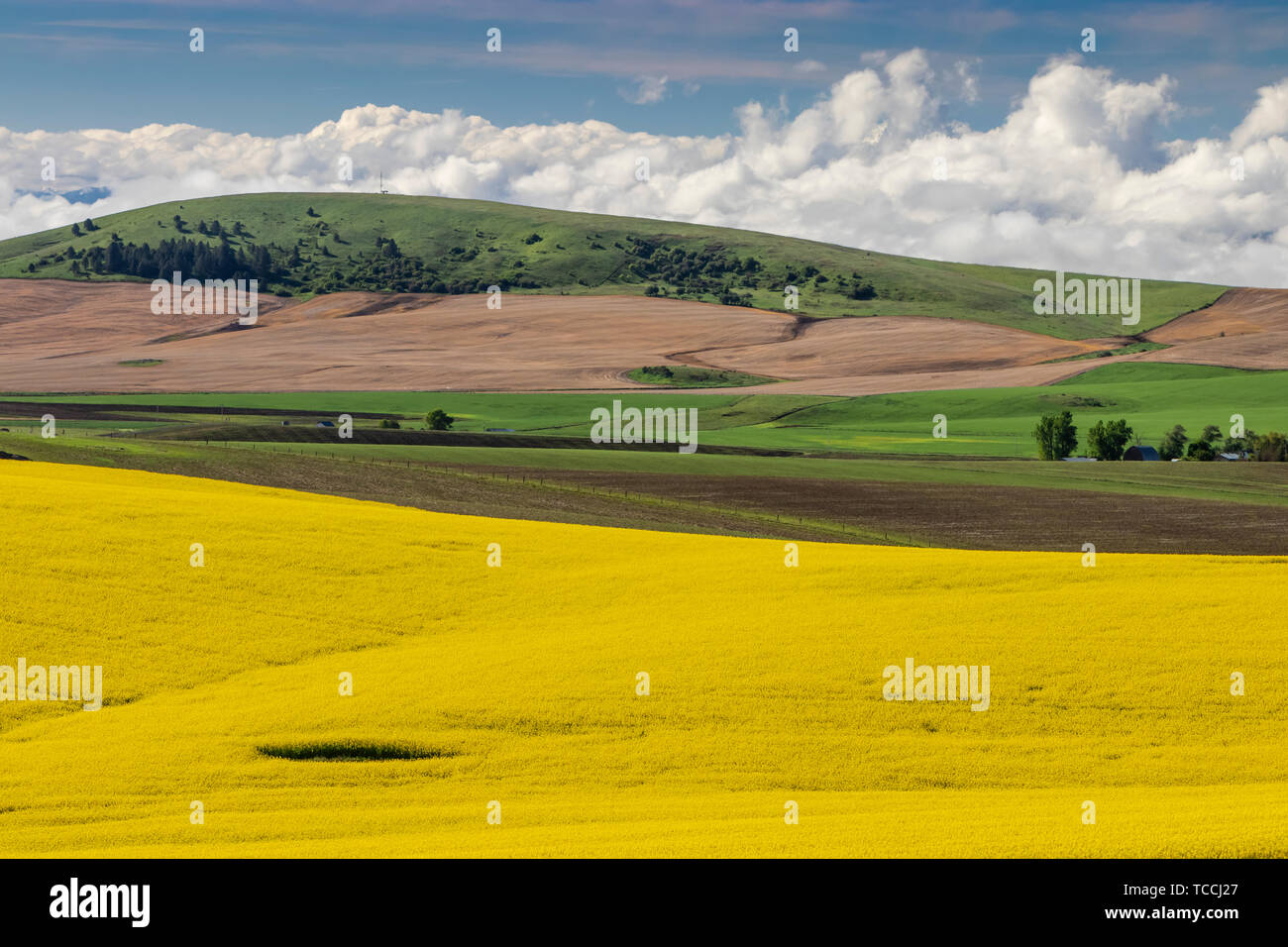 A blooming canola field near Grangeville, Idaho, USA, America Stock ...