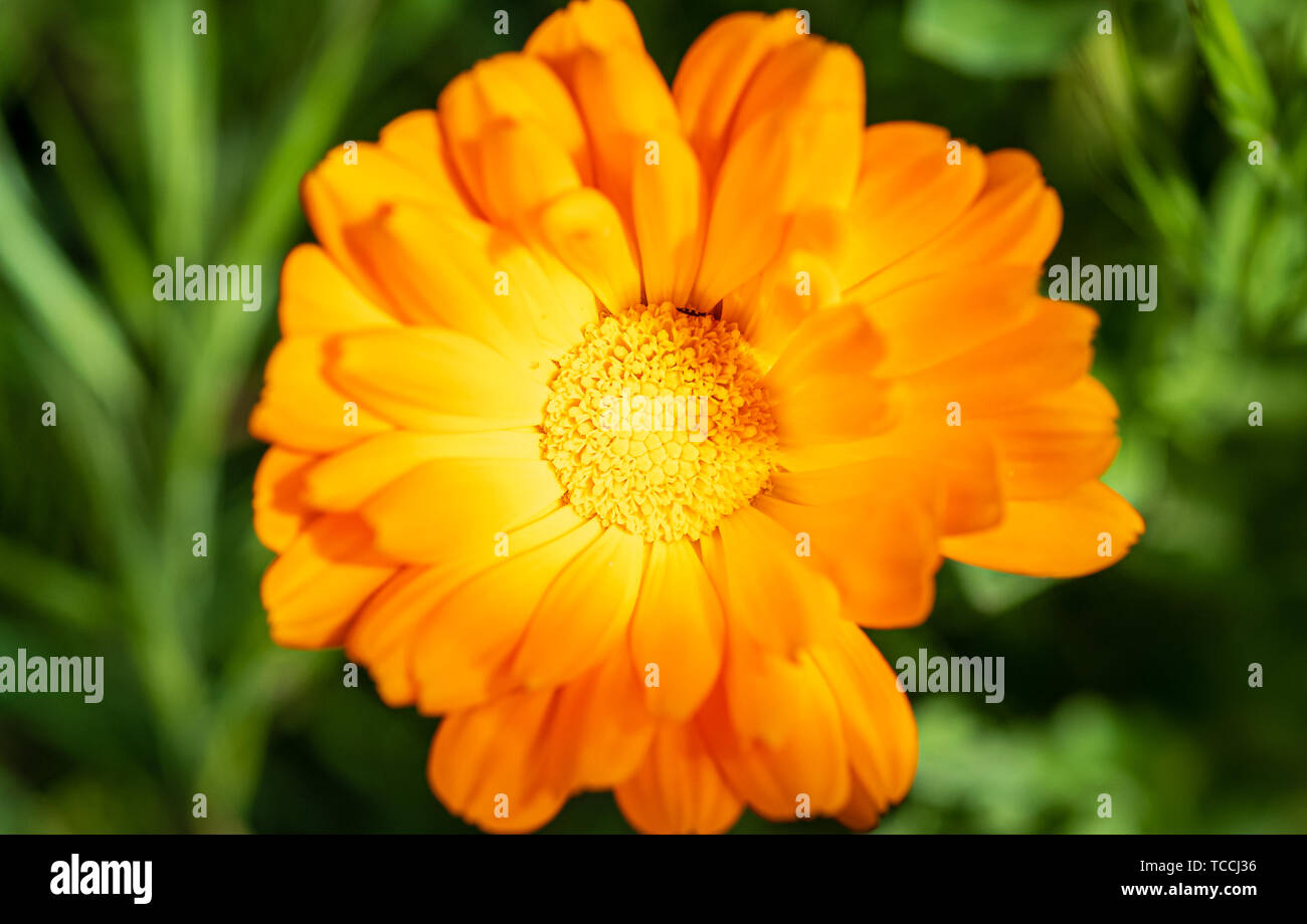 Orange calendula flower close up pollen wallpaper background Stock ...