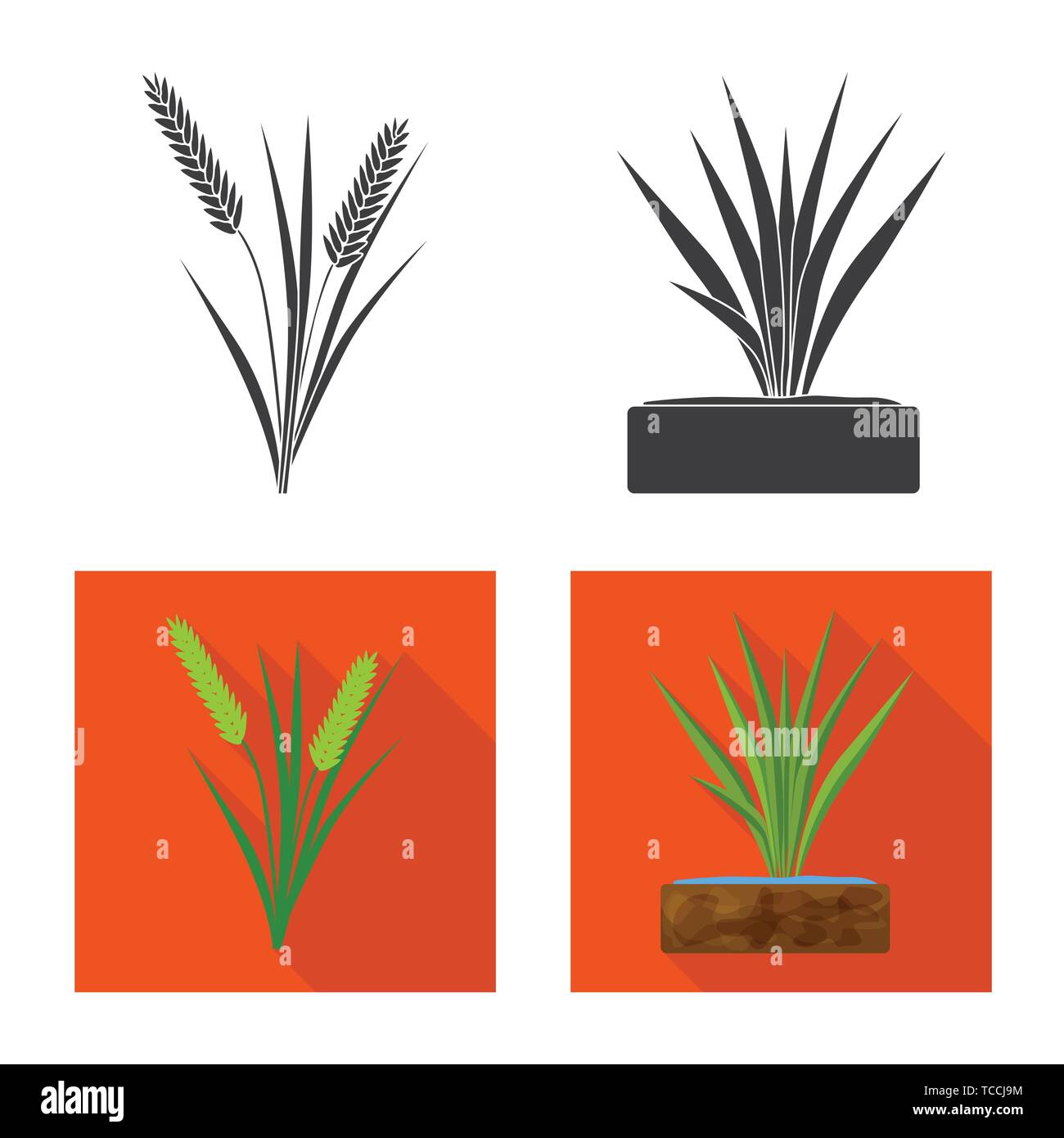 grain,panicle,rice,leaf,cereal,garden,harvest,farm,growth,field,land ...