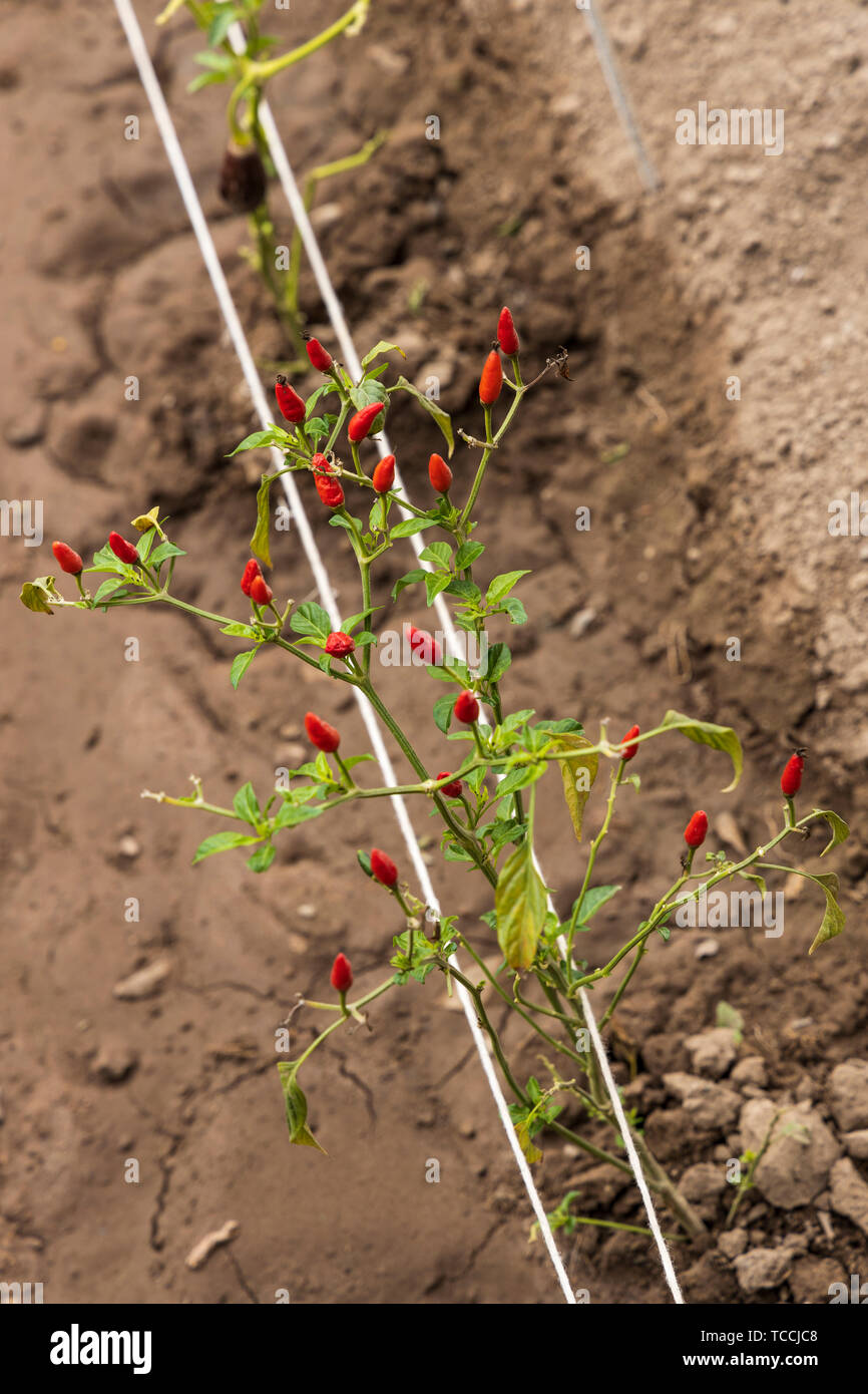 Pipi hi-res stock photography and images - Alamy