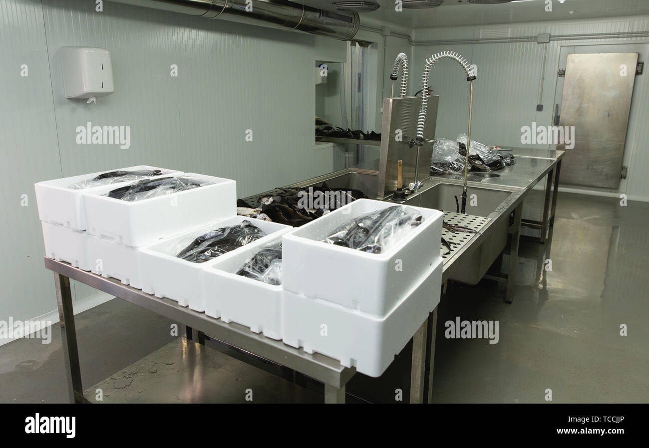 Interior of fish farm presale preparation room with raw sturgeons on ...