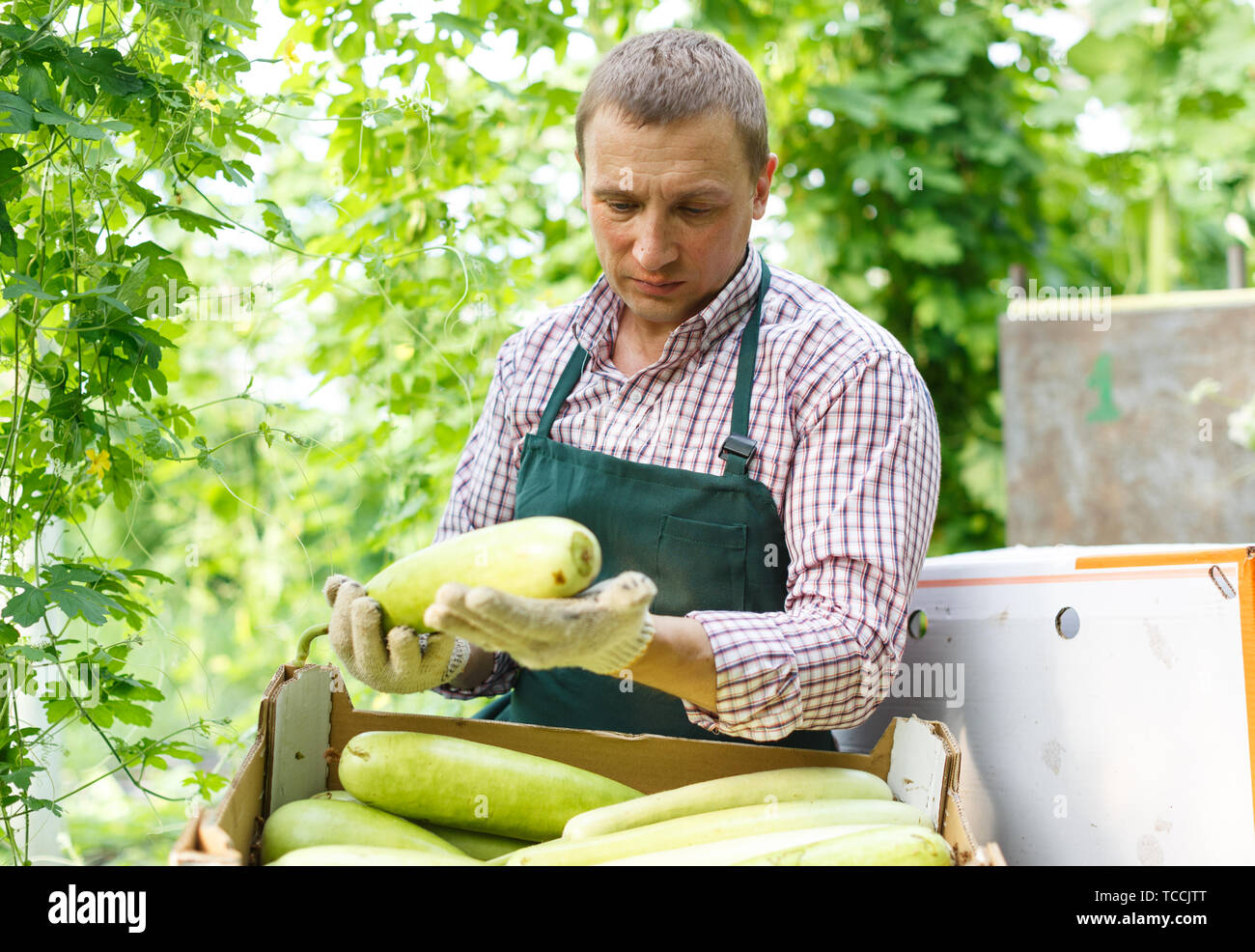 Farmer man seedling zucchini plant hi-res stock photography and images ...