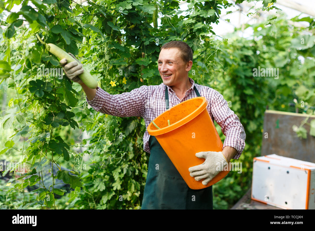 Portrait of adult worker harvesting fresh squash on organic plantation ...