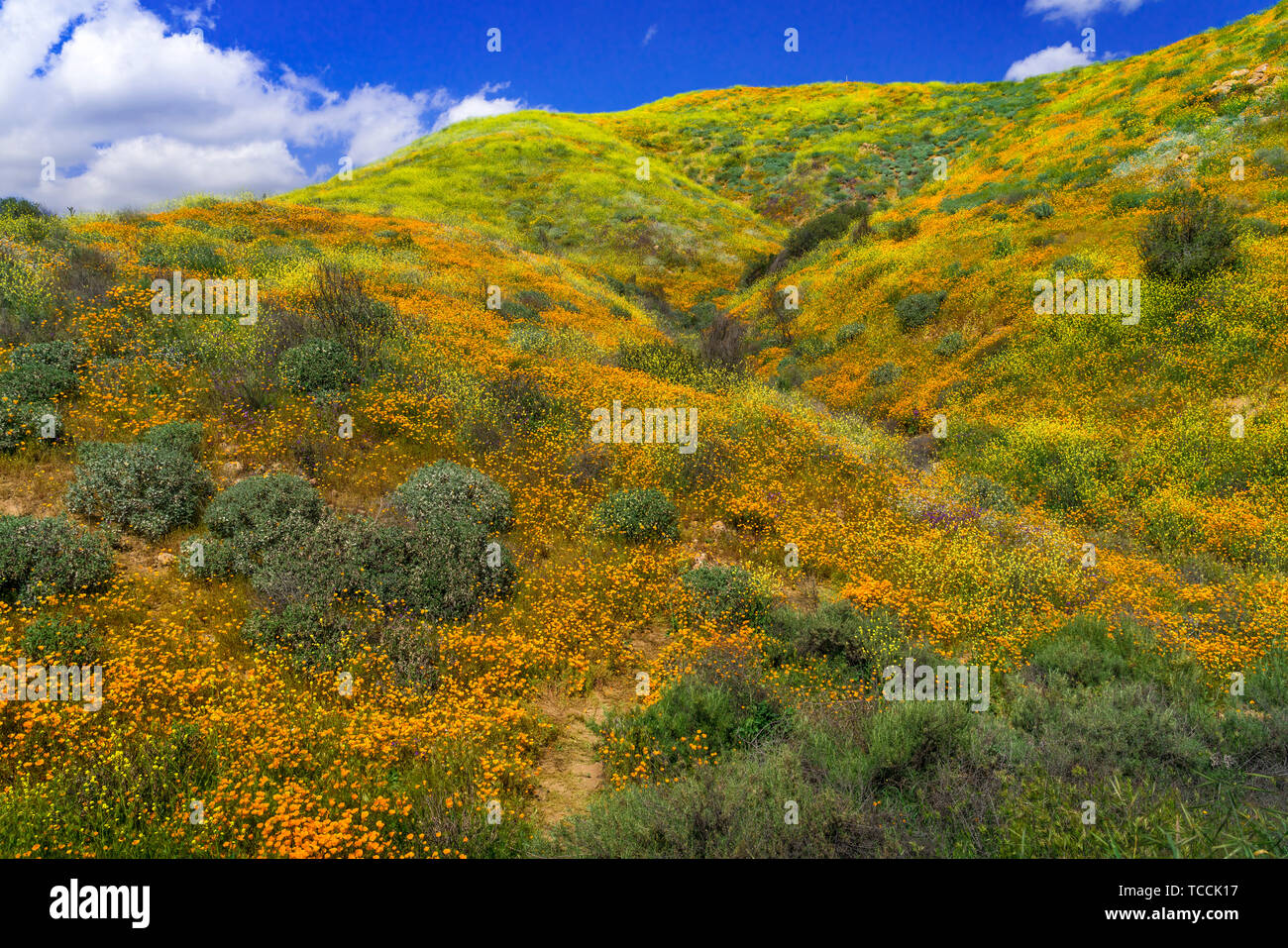 California Poppies in Walker Canyon, Lake Elsinore, Superbloom of 2019 ...