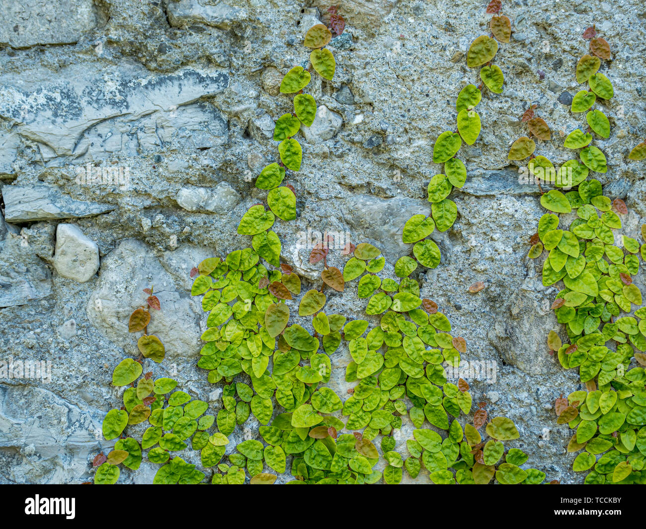 Image of overgrown old stone wall with green plants, close up ...
