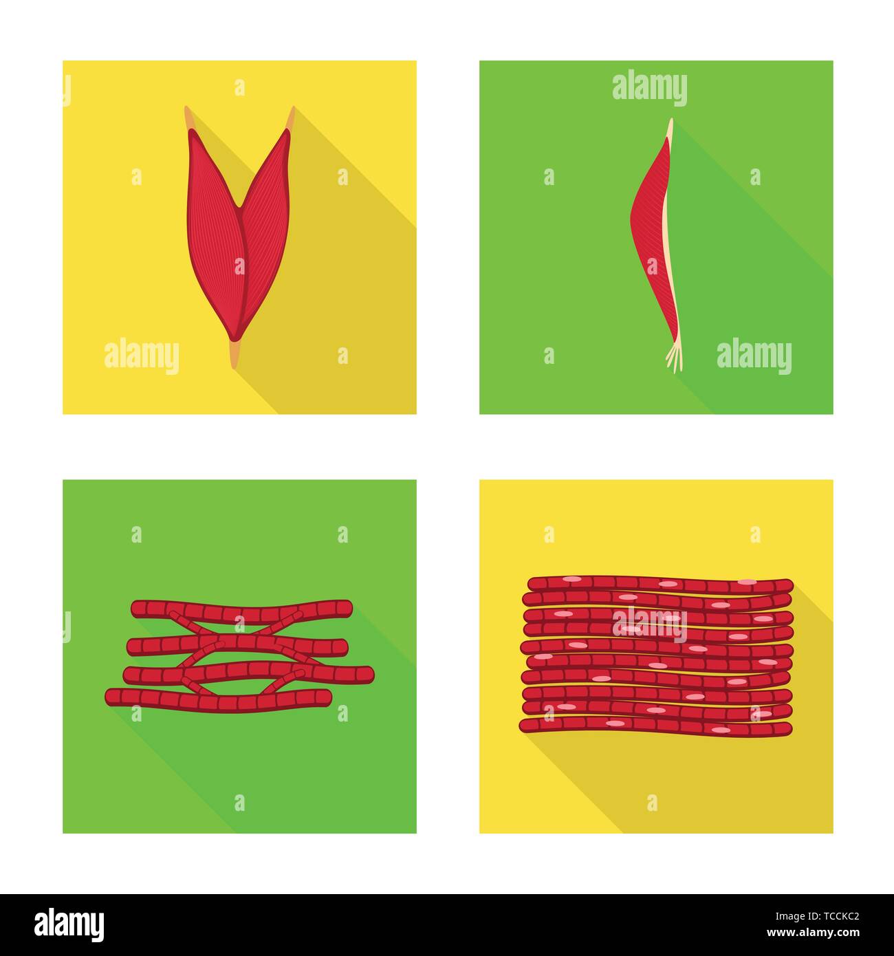 Vector illustration of muscle and cells sign. Set of muscle and anatomy ...