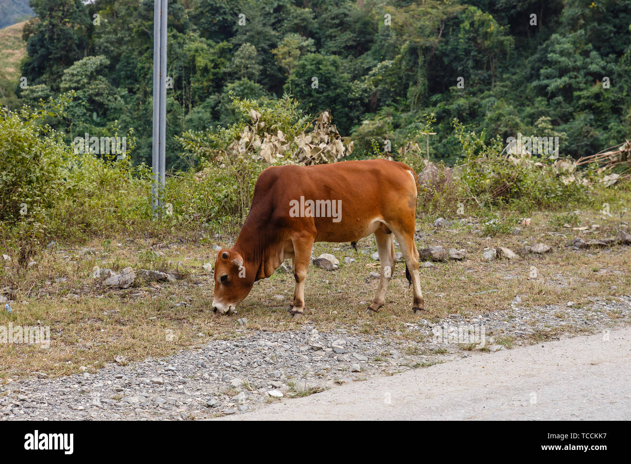 Bull stands hi-res stock photography and images - Alamy