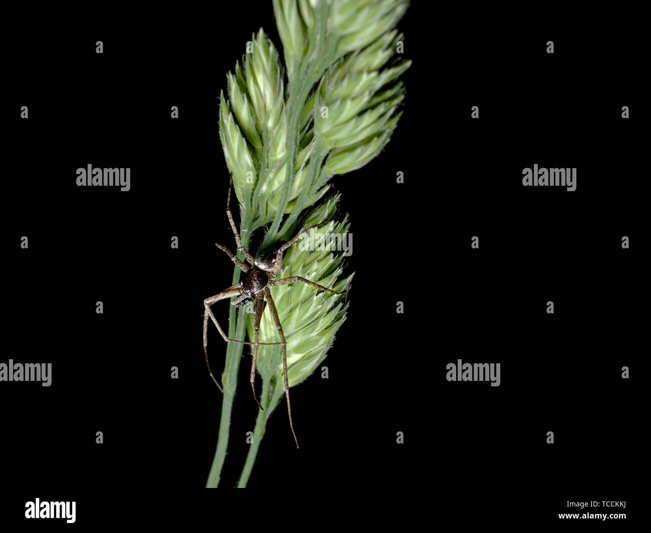 Hunting insect in grass hi-res stock photography and images - Alamy