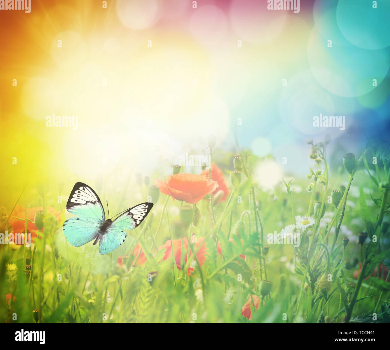 Soft light effect hi-res stock photography and images - Alamy