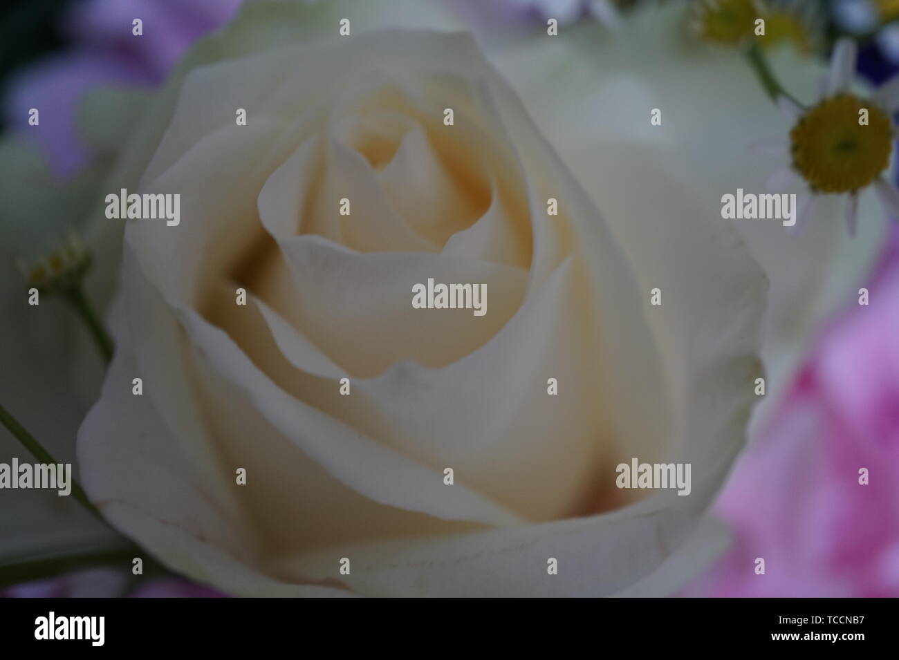 Chamomile rose hi-res stock photography and images - Alamy