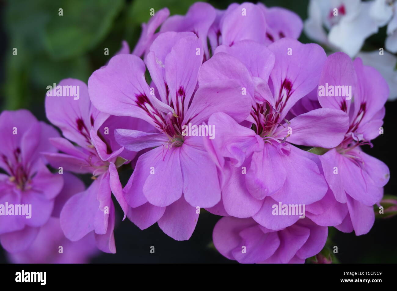 Art photo Pelargonium geranium group bright cerise pink flowers ...