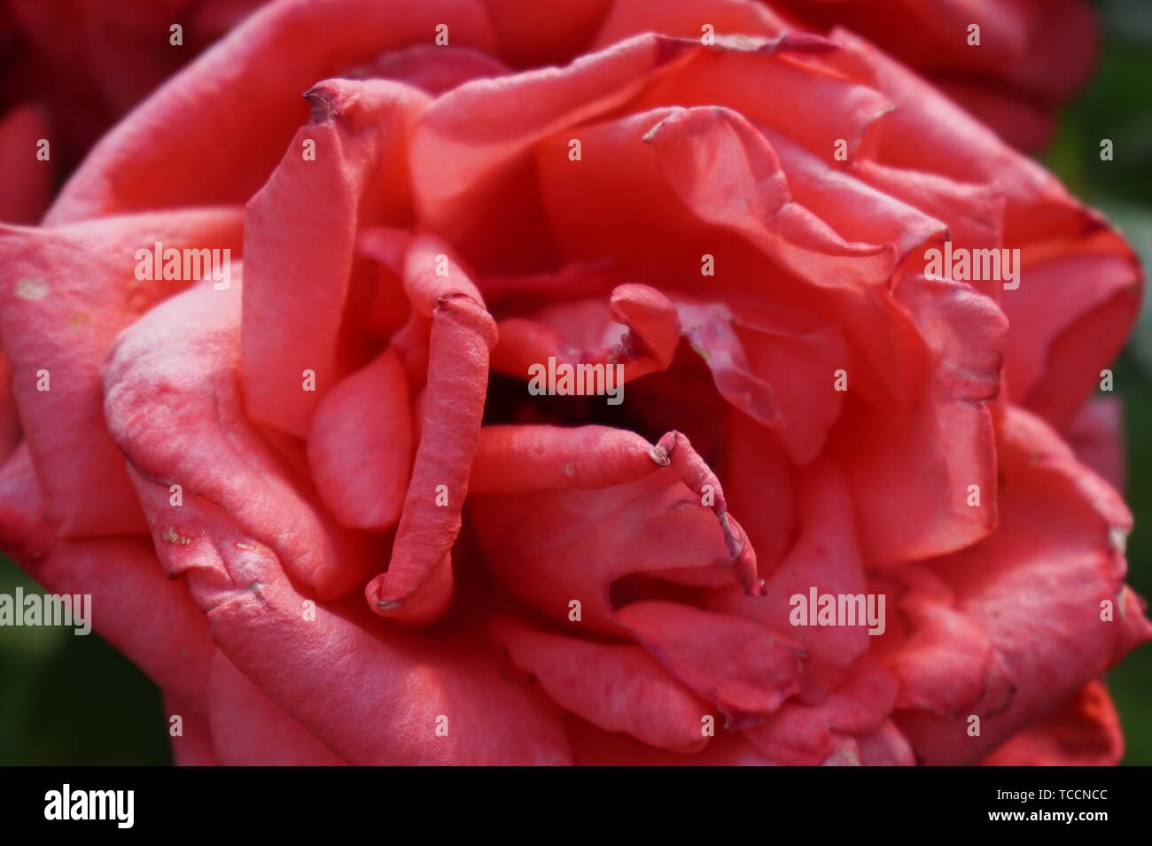 Chippendale rose hi-res stock photography and images - Alamy